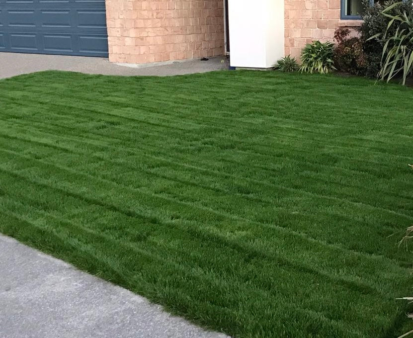 Lawn Seeds & Care Products | NZ's Top Lawn Experts | Fast Delivery ...